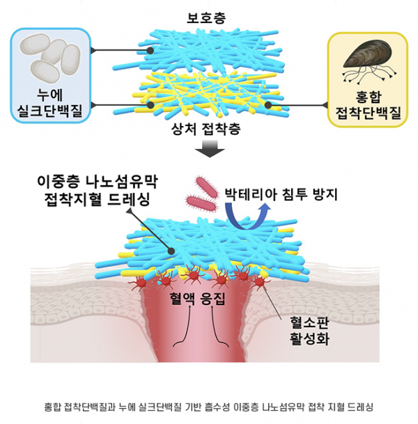 [차형준 교수, 이재윤 박사, 이화여대 · 가톨릭의대 공동연구팀] 단백질 생체소재 기반 흡수성 다기능 나노섬유 접착지혈제 개발 > Magic Lab News | 포항공대 ...